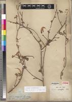 Holotype of Chadsia coluteifolia Baill. [family FABACEAE-PAPILIONOIDEAE ...