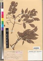 Pericopsis elata in Global Plants on JSTOR