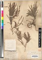 Syntype of Dichrostachys bernieriana Baill. [family FABACEAE ...