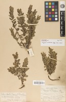 Syntype of Myrcia crulsiana Glaz., nom. nud. [family MYRTACEAE] on JSTOR