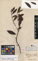 Holotype of Eugenia punicifolia (Kunth) DC. [family MYRTACEAE] on JSTOR