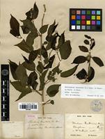 Chlorophora tinctoria in Global Plants on JSTOR