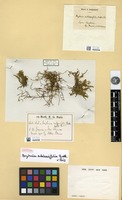 Syntype of Bryhnia sublaevifolia Broth. & Paris [family ...