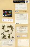 Syntype of Calyptothecium subcrispulum Broth. ex M. Fleisch. [family ...