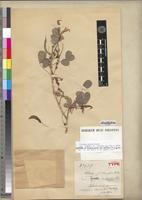Lectotype of Chadsia grevei Drake subsp. latifolia (R.Vig.) Du Puy ...