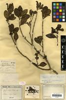 Syntype of Syzygium pancheri Brongn.& Gris [family MYRTACEAE] on JSTOR