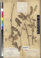Syntype of Commiphora lamii H.Perrier [family BURSERACEAE] on JSTOR