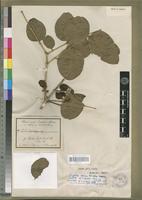Strychnos innocua in Global Plants on JSTOR