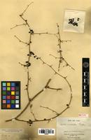 Syntype of Smilax microphylla C.H.Wright [family SMILACACEAE] on JSTOR