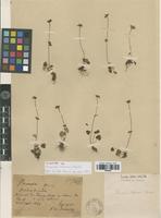 Syntype of Parnassia chinensis Franch. [family CELASTRACEAE] on JSTOR
