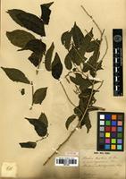 Chlorophora tinctoria in Global Plants on JSTOR