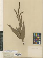 Polygonum acuminatum in Global Plants on JSTOR