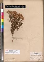 Psiadia punctulata in Global Plants on JSTOR