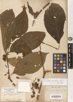 Syntype of Silvianthus bracteatus Hook.f. [family CARLEMANNIACEAE] on JSTOR