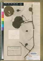 Syntype of Adenia schweinfurthii Engler [family PASSIFLORACEAE] on JSTOR