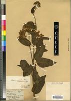 Syntype of Solanum periplocoides Steud. [family SOLANACEAE] on JSTOR