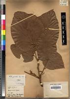 Cola gigantea in Global Plants on JSTOR