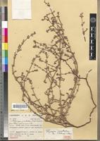Isotype of Polycarpon prostratum (Forssk.) Asch. var. littorale J ...
