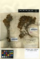 Syntype of Convolvulus acanthocladus Boiss. & Kotschy [family ...