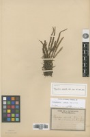 Syntype of Moranopteris serricula (Fée) R.Y.Hirai & J.Prado [family ...