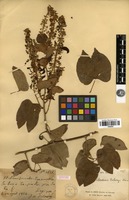 Syntype of Bauhinia delavayi Franch. [family FABACEAE] on JSTOR