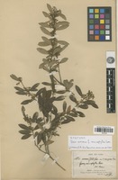 Syntype of Ilex amara Loes. f. microphylla Loes. [family AQUIFOLIACEAE ...