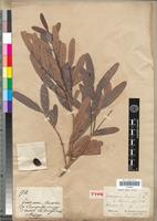 Holotype of Cinnamosma fragrans Baill. [family CANELLACEAE] on JSTOR