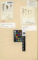 Holotype of Hydrocotyle callicarpa Bunge [family APIACEAE] on JSTOR