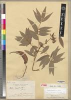 Lectotype of Chadsia magnifica R.Vig. [family FABACEAE-PAPILIONOIDEAE ...