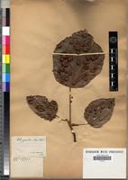 Cola gigantea in Global Plants on JSTOR