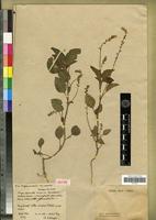Digera arvensis in Global Plants on JSTOR