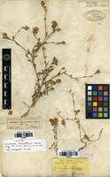 Syntype of Centaurea hierapolitana Boiss. [family ASTERACEAE] on JSTOR