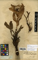Syntype of Saussurea obvallata (DC.) Edgew. [family ASTERACEAE] on JSTOR