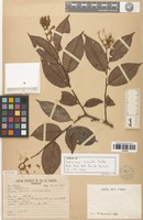 Syntype of Cariniana micrantha Ducke [family LECYTHIDACEAE] on JSTOR