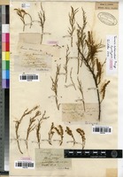 Syntype of Tamarix hohenackeri Bunge [family TAMARICACEAE] on JSTOR