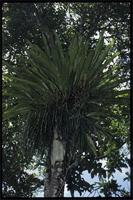 Vittaria elongata in Global Plants on JSTOR