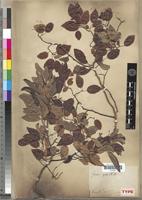 Syntype of Grewia picta Baill. subsp. picta [family TILIACEAE] on JSTOR