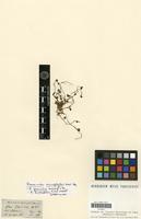 Syntype of Ranunculus microphyllus Hand.-Mazz. [family RANUNCULACEAE ...