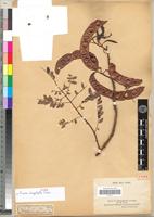 Syntype of Mimosa andringitrensis R.Vig. [family FABACEAE-MIMOSOIDEAE ...