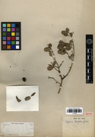 Isotype of Reynosia latifolia Griseb. [family RHAMNACEAE] on JSTOR