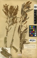 Syntype of Lespedeza yunnanensis Franch. [family FABACEAE] on JSTOR