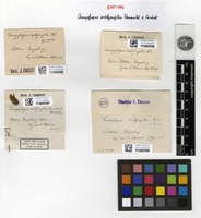 Syntype of Campylopus subfragilis Renauld & Cardot [family DICRANACEAE ...