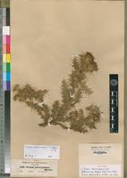 Syntype of Cirsium straminispinum Cufod. [family ASTERACEAE] on JSTOR