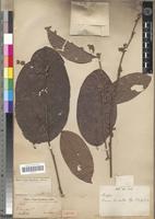 Icacina trichantha in Global Plants on JSTOR