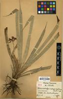 Isotype of Thoracostachyum longistyla Kük. [family CYPERACEAE] on JSTOR