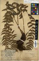 Syntype of Cyrtomium vittatum H.Christ [family PTERIDOPHYTA] on JSTOR