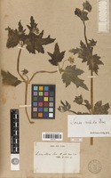 Type of Loasa nidita Desr. [family LOASACEAE] on JSTOR