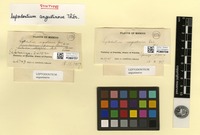 Syntype of Leptodontium angustinerve Thér. [family POTTIACEAE] on JSTOR