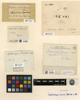 Syntype of Splachnobryum boivinii Müll.Hal. [family SPLACHNOBRYACEAE ...