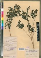Isotype of Anisostachya puberula Benoist [family ACANTHACEAE] on JSTOR
